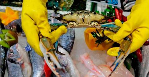 Severni Jadran želijo zaščititi pred modrim rakom