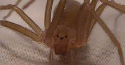 Skrbi so odveč: rjavi pajek samotar sploh ni nevaren