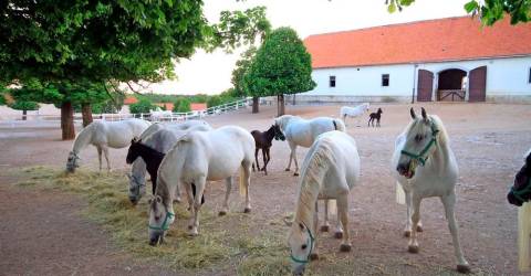 Lipicanci in čebelarstvo morda od četrtka na Unescovem seznamu