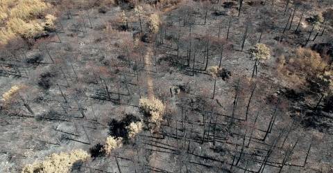 Obnova pogorelih kraških gozdov bo stekla že letos