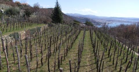 Prosecco dediščina, Prosek pa ne!