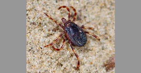 Na Krasu se je pojavil orjaški tropski klop