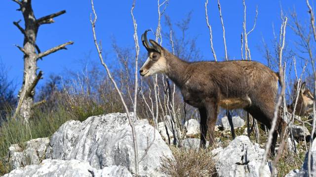 Kam so izginili gamsi?