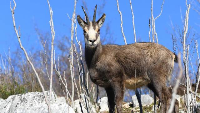 Kam so izginili gamsi?