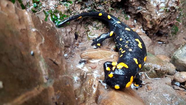 Močeradi »svatujejo«