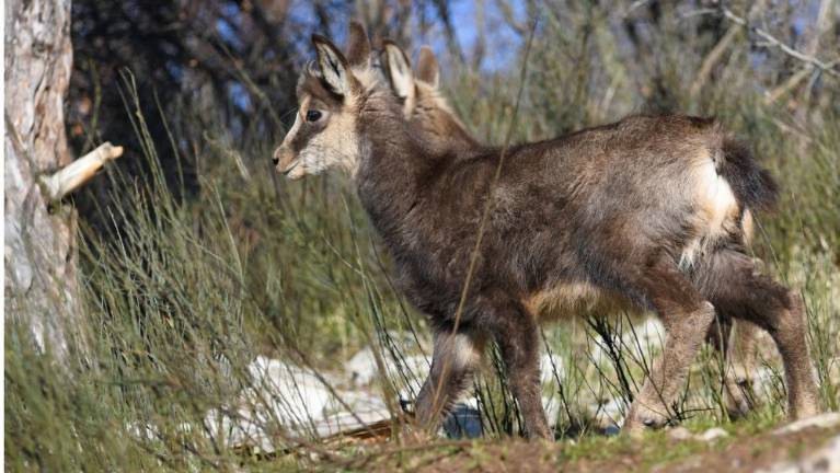 Kam so izginili gamsi?