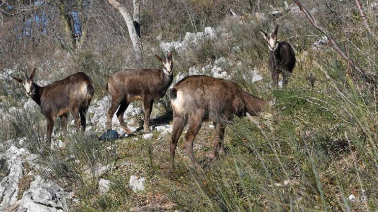 Kam so izginili gamsi?