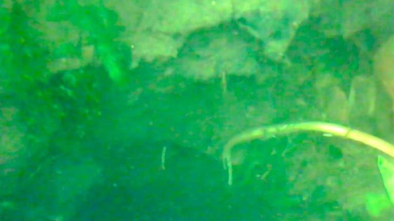 Požiralnik pod drobnogledom (foto in video)