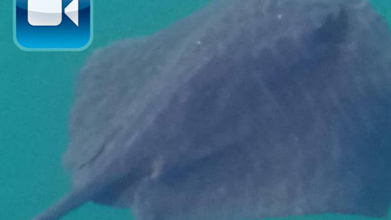 Morski skat v tržaškem kanalu